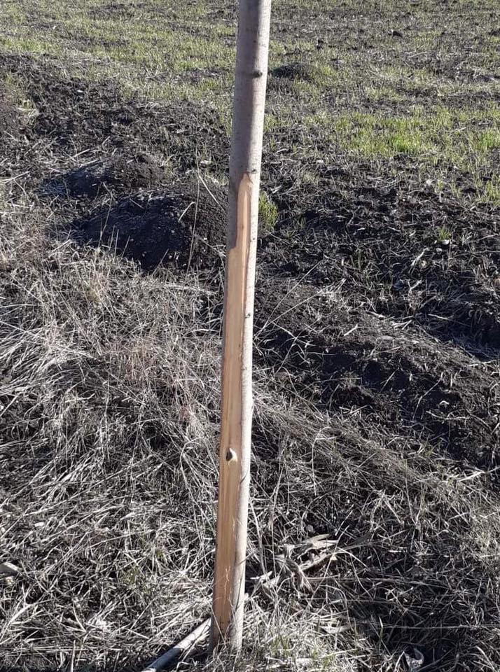 REAGIM - Komuna Obiliq